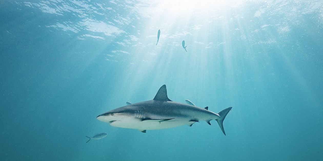 Sharks Need Our Help: The Grim Reality of International Shark Finning ...