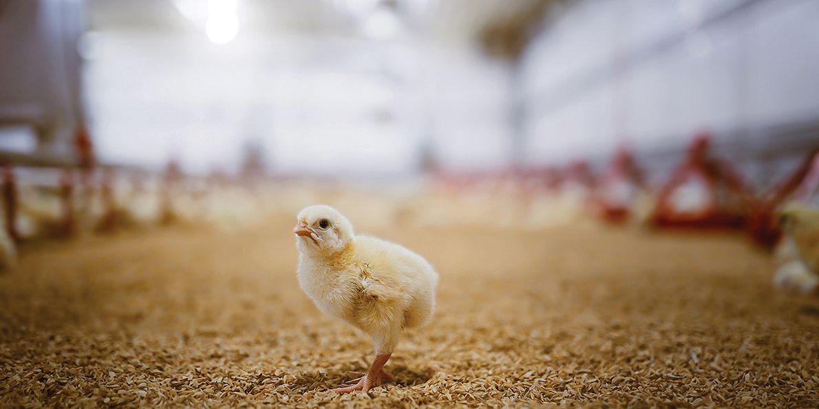 Farmed Animal Protection Project • Advocate Magazine • Lewis & Clark