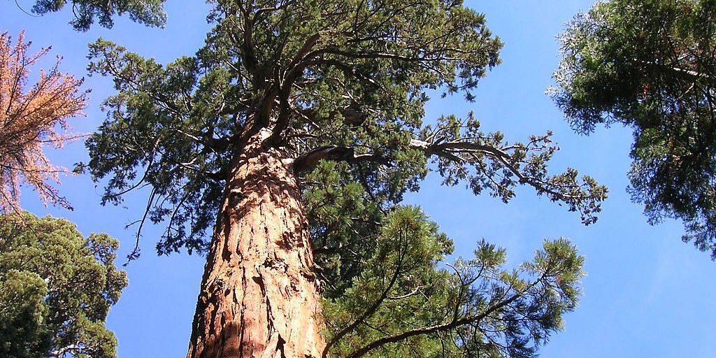 Protecting Nelder Grove Sequoias From a False Emergency • Earthrise ...
