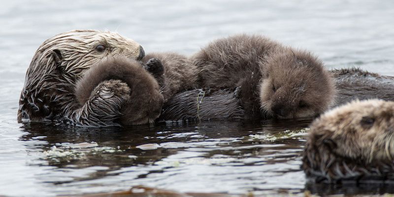 Saving Southern Sea Otters • Earthrise • Lewis & Clark