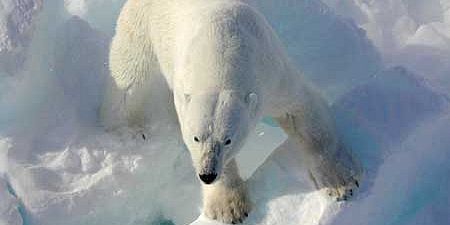International Environmental Law Project reports: Polar Bear Habitat ...